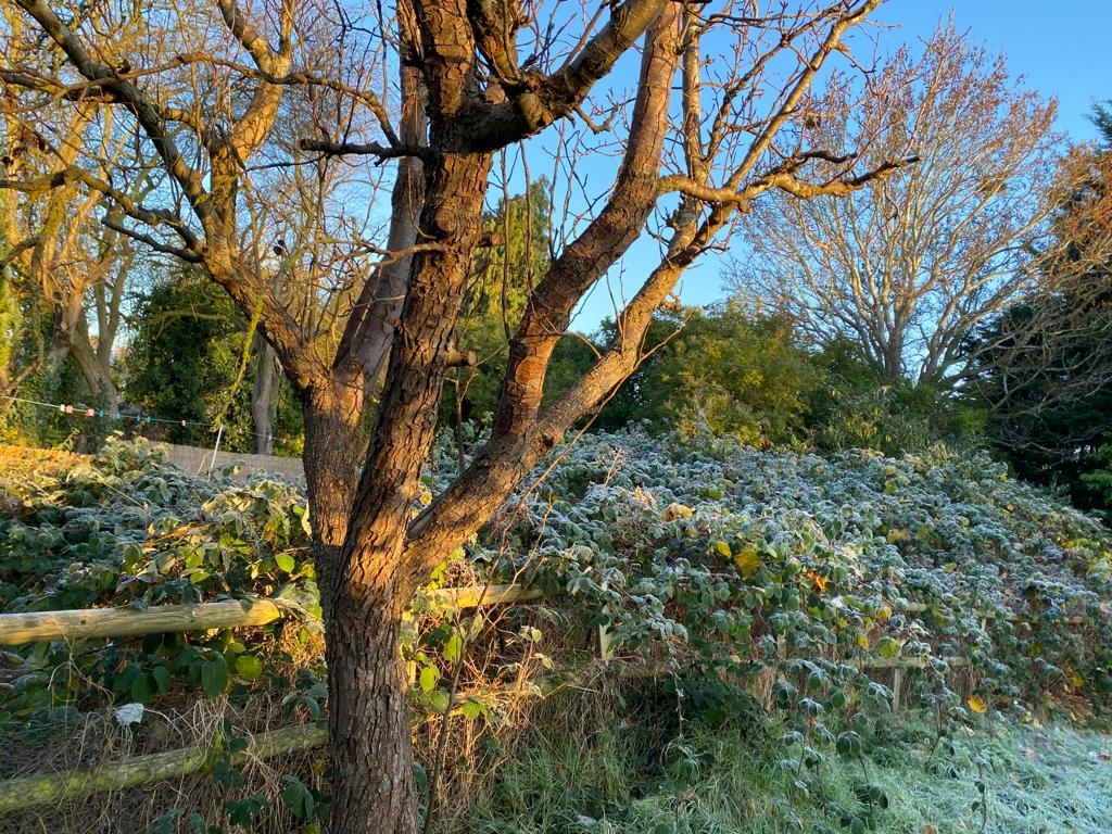 Tree Surgery and Landscaping Services in Worcester